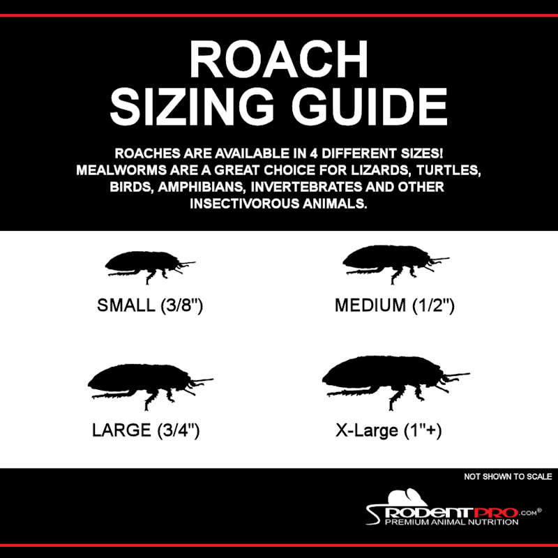 Premium Extra-Large Dubia Roaches (1000 Count) Feeders – Live Arrival Guaranteed